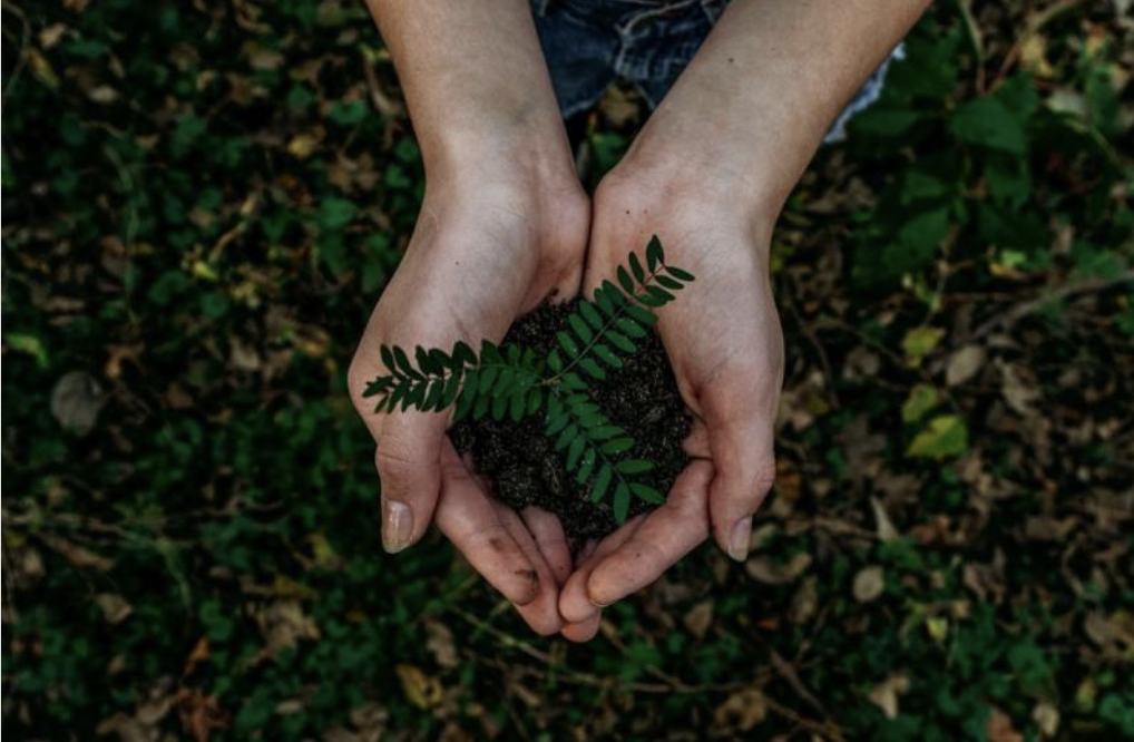 7 Environmentally Friendly Banks of 2025: Sustainable Banking Options